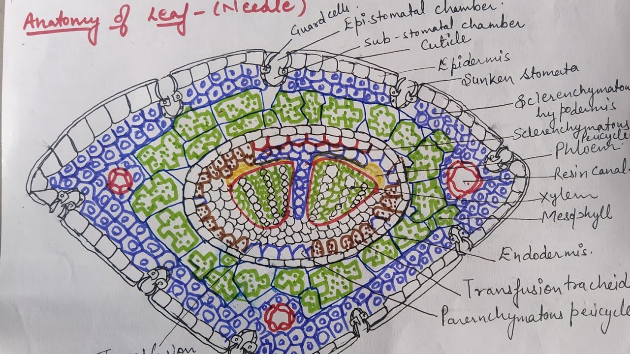 Anatomy of Pinus Needle, With illustrating diagrams, For B.Sc students ...