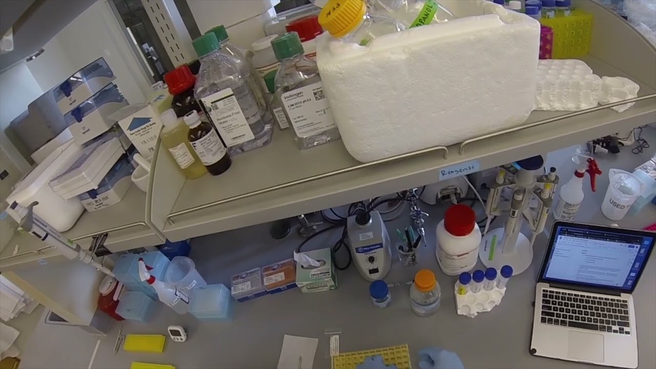 DNA Extraction Part 1 Salting Out Method - YouTube
