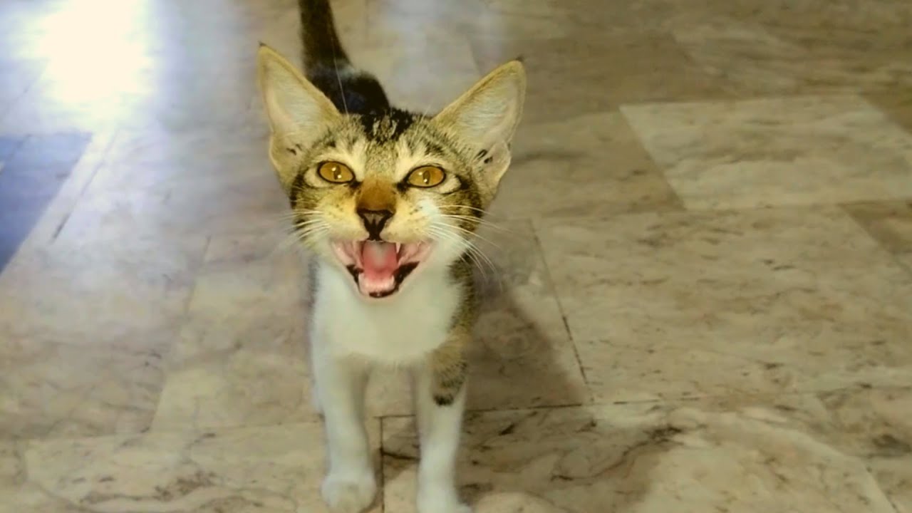 A Hungry Cat Crying Loudly for Food - YouTube