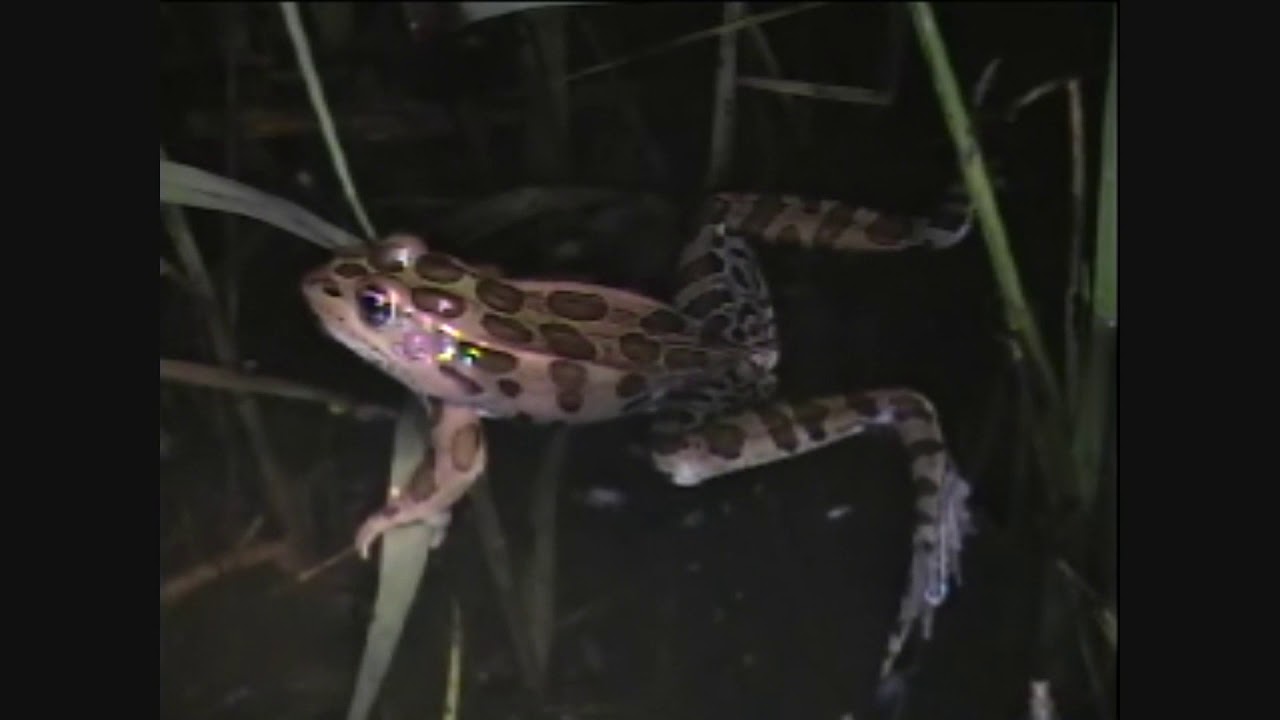 Northern leopard frogs calling 2 - YouTube