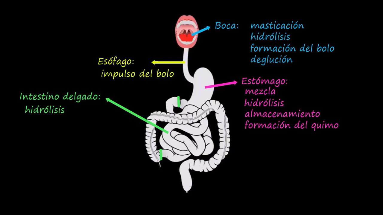 ¡Conoce el tracto gastrointestinal! Fisiología del sistema ...