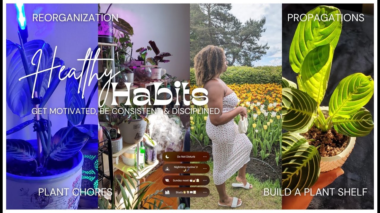 HEALTHY HABITS | get motivated, be consistent & disciplined *plant ...