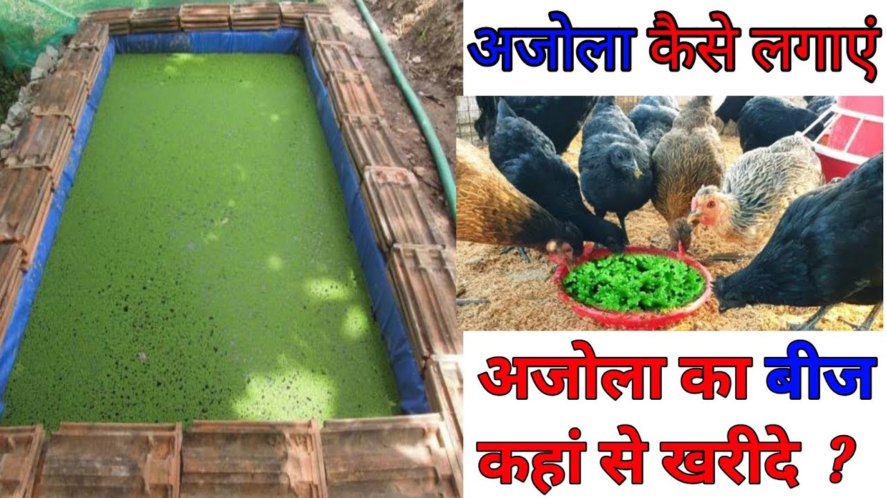 azolla kaise lagaye||azolla farming||azolla seeds||azolla for chicken ...