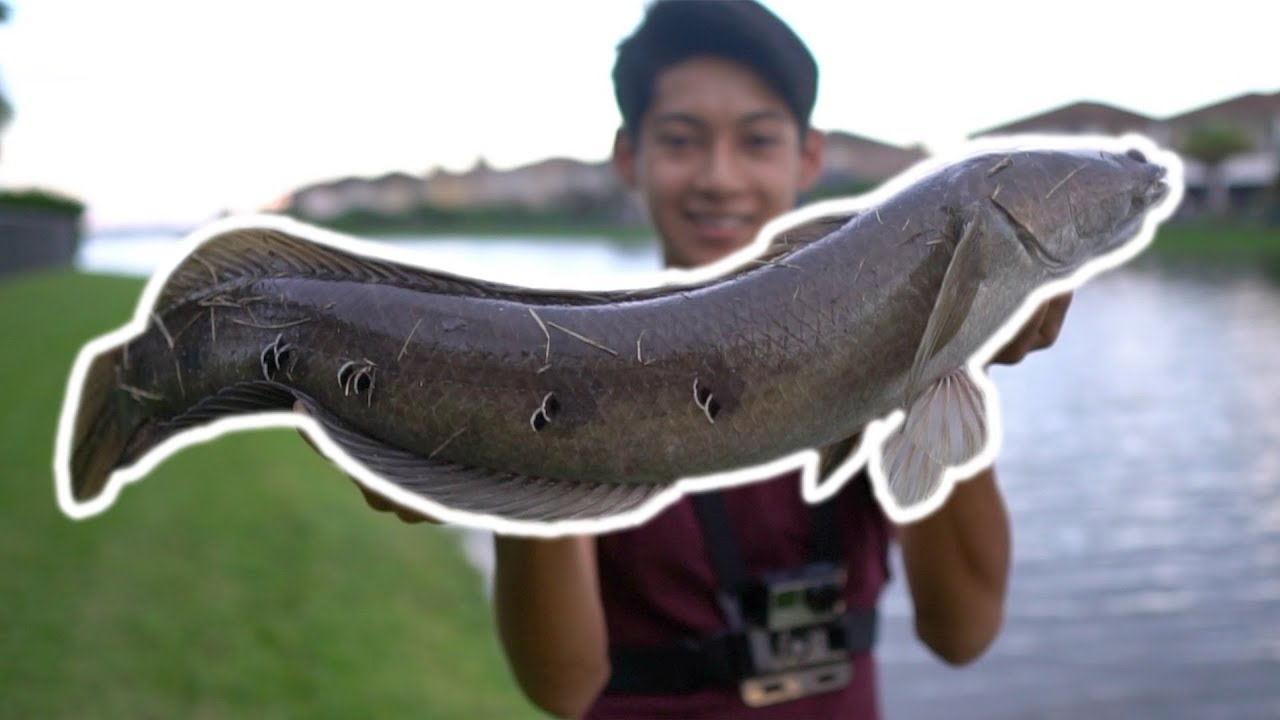 Hand lining a snakehead!!! (GONE WRONG) - YouTube
