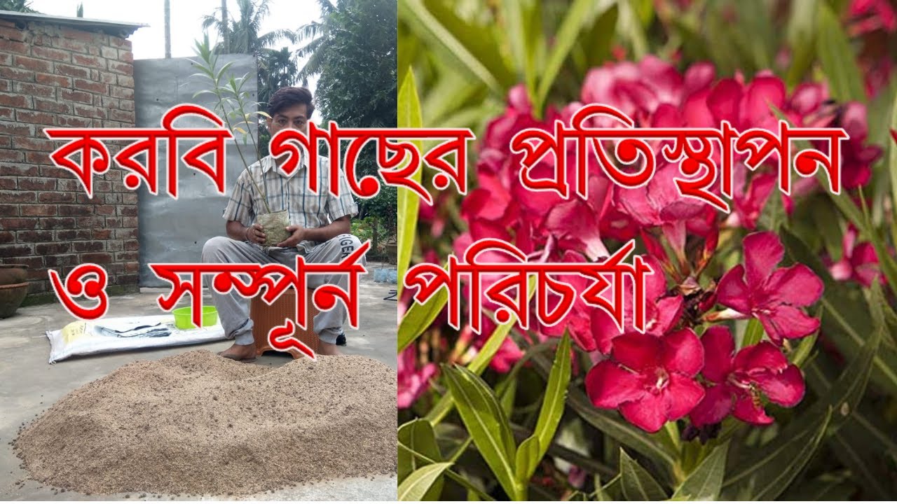 করবি গাছের প্রতিস্থাপন এবং সম্পূর্ন পরিচর্যা।। Oleander/Karabi Plant ...
