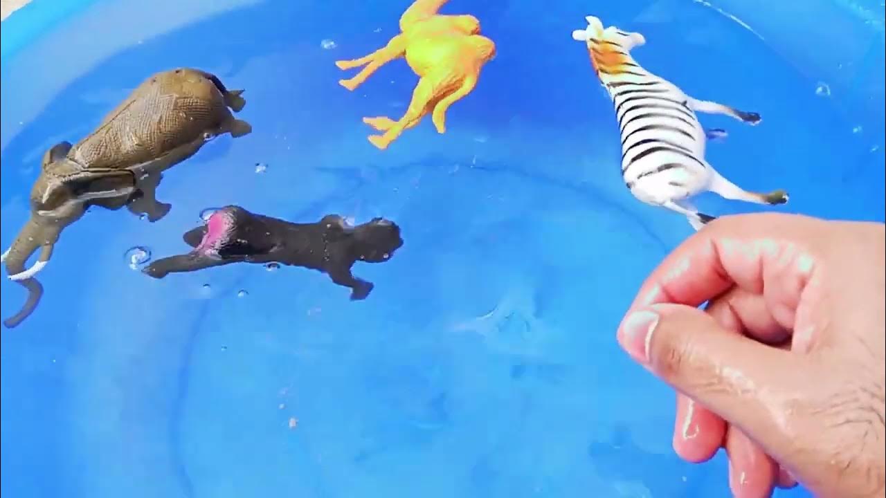 Rescuing Baby Elephants: A Day in the African Elephant Sanctuary - YouTube