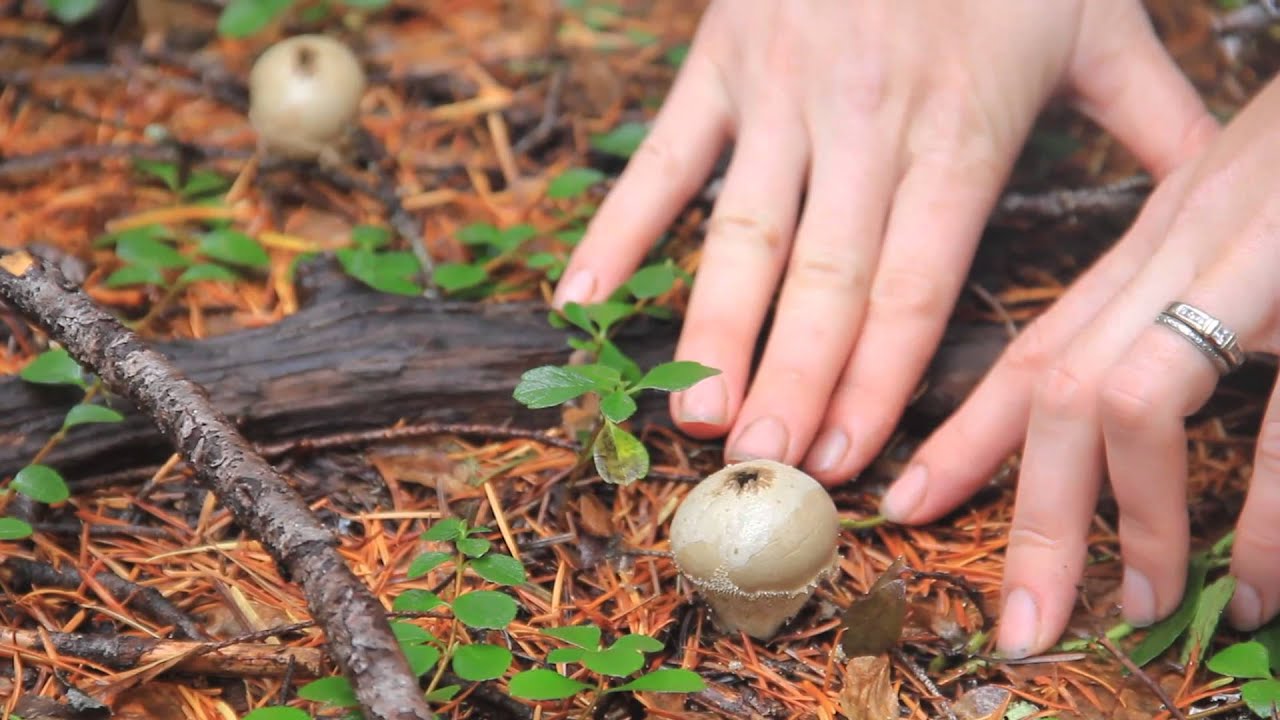 Wolf Fart - Weekly Fast Forage - YouTube