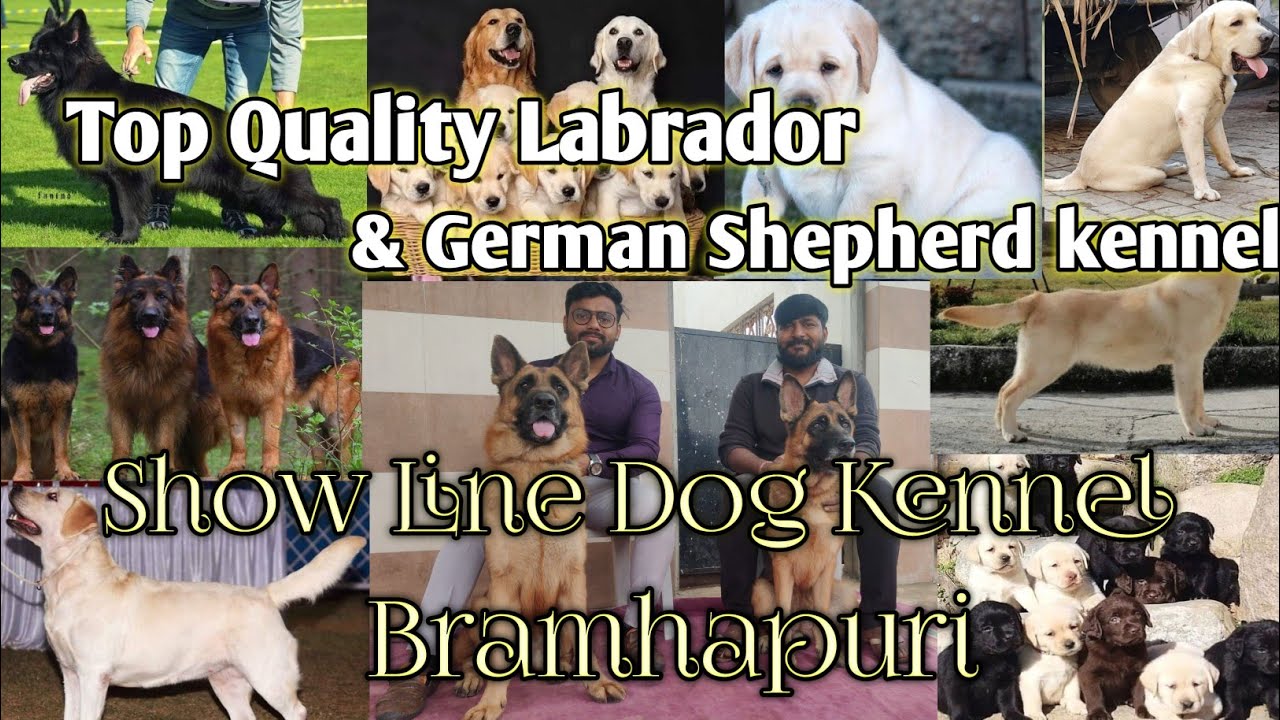 Show Line Dog Kennel In Bramhapuri😍|| Top Quality Labrador & German ...