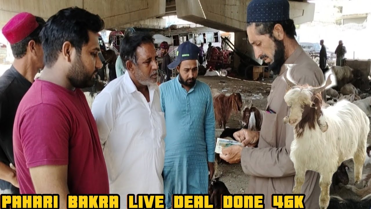 Pahari Bakra Deal Done 46k😍Qurbani 2024😎 China Chowk Mandi Sialkot ...