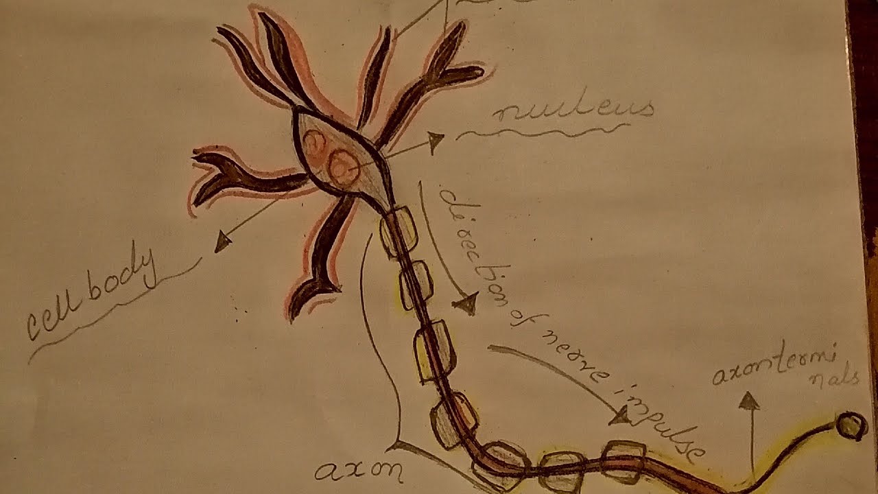 | HOW TO DRAW NERVE CELL IN EASY WAY| labelling| colouring| - YouTube