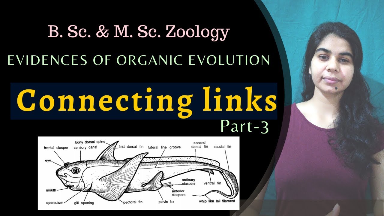 Connecting links || Evolution || B. Sc. & M. Sc. Zoology - YouTube
