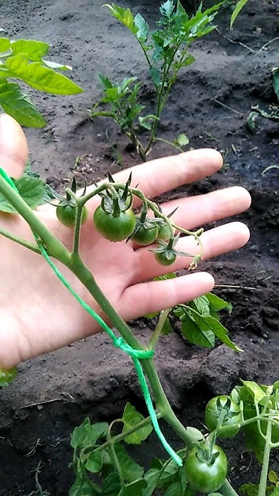 ТОМАТ ЧЕРРИ "ВИШНЯ ЖЕЛТАЯ" #сад #огород #дача #томаты #tomato #cherry # ...