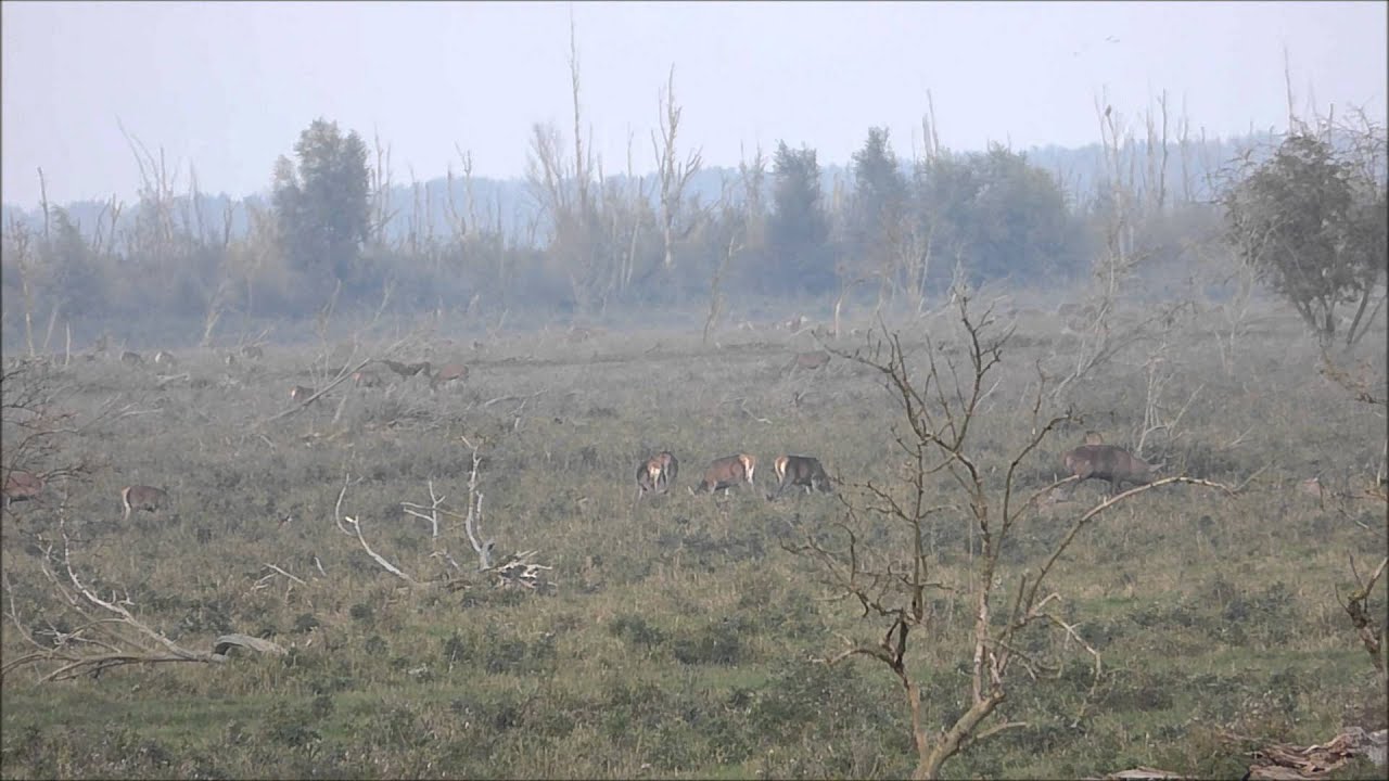 Red deer (Estrous cycle), & one white taled eagle - YouTube