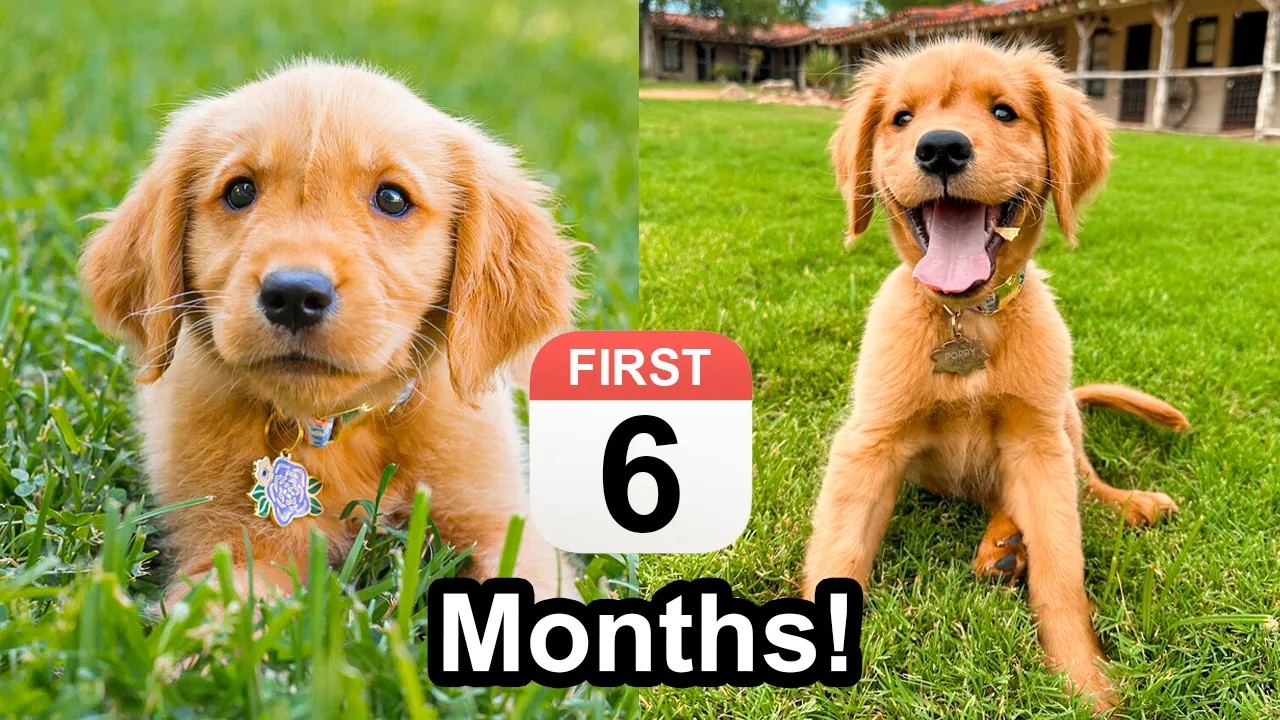 The First 6 Months of My Puppy's Life! 🐶 - YouTube