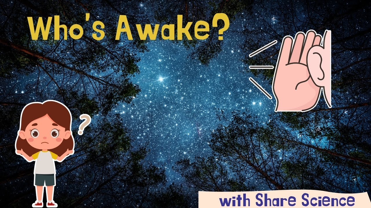 Who’s Awake? | How Our Ears Keep Us Safe During Sleep - YouTube