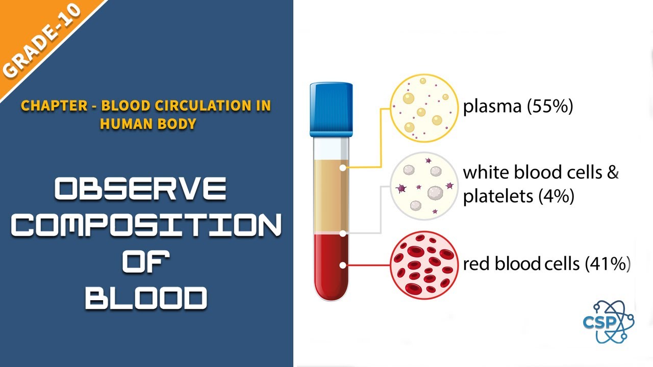 To Study Human Blood and its Composition | NEB Class-10 - YouTube