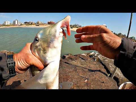 LA PESCA DEL MOMENTO, MUCHOS TROMPIS CERCA DE LA PLAYA - YouTube