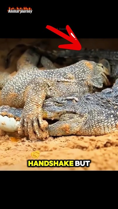 Crocodile vs Komodo Dragon Who Win? Real Fight No click bite!😱 - YouTube