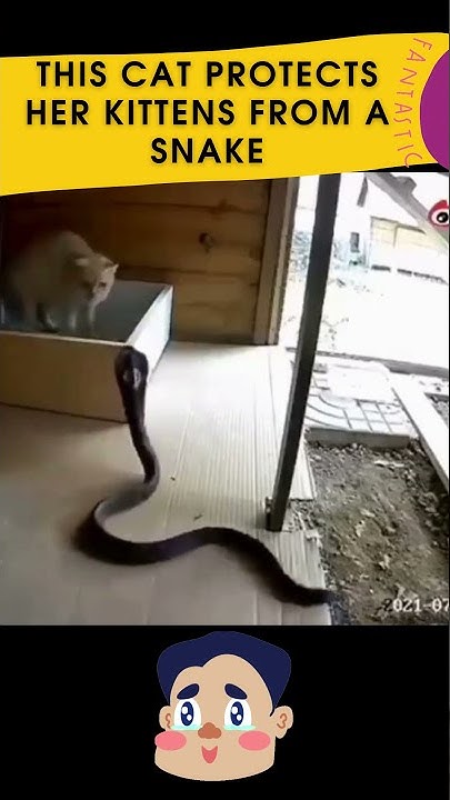 This Cat protects her kittens from a snake #Shorts - YouTube