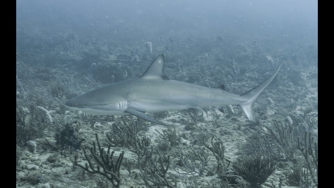 Caribbean Reef Shark - Palm Beach Boat Dive - Underwater Photography ...