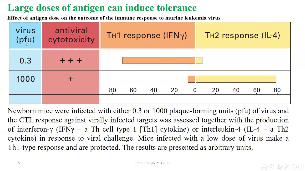 Chapter 11 Regulation of the Immune Response - YouTube