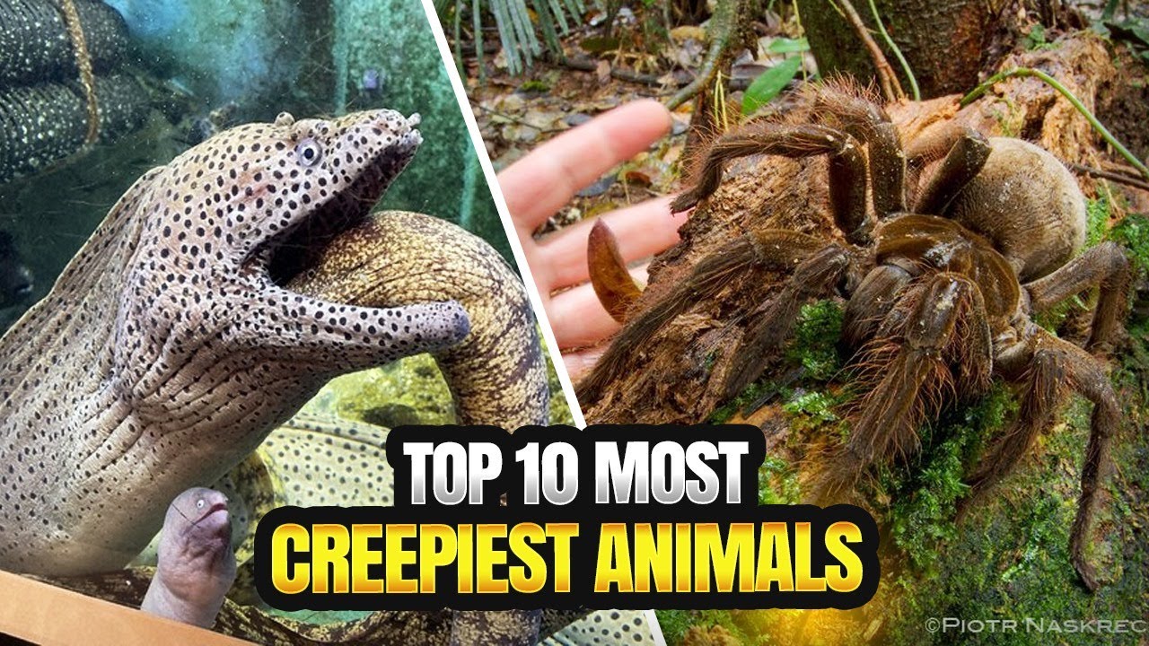 Top 10 Creepiest Animals - YouTube