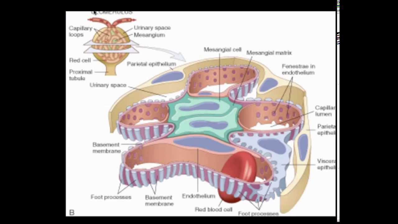 Nephritic Syndrome PPT DrCrosson - YouTube