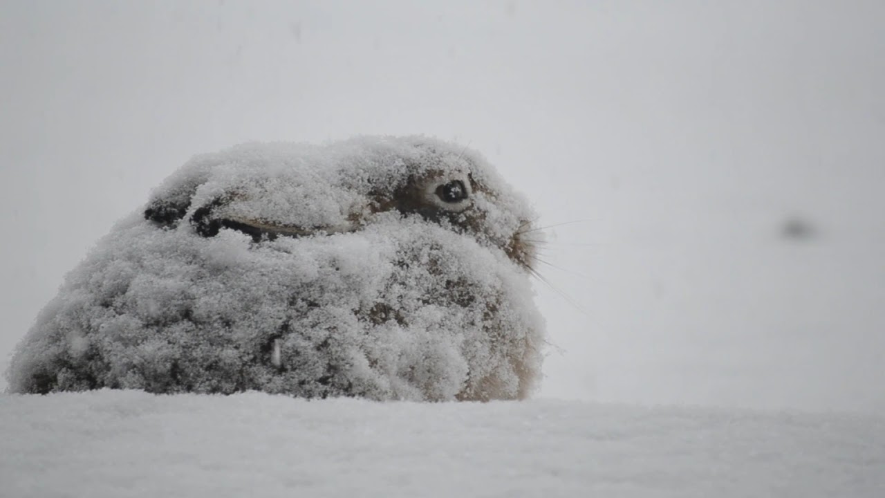Jackrabbit in my yard in the snow ...watch as he gets startled and runs ...