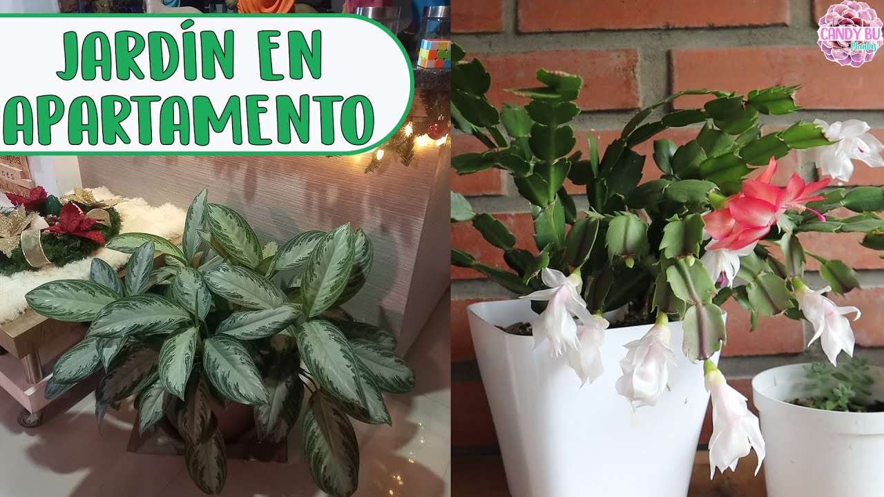 Tour por JARDÍN EN UN APARTAMENTO │Candy Bu - YouTube