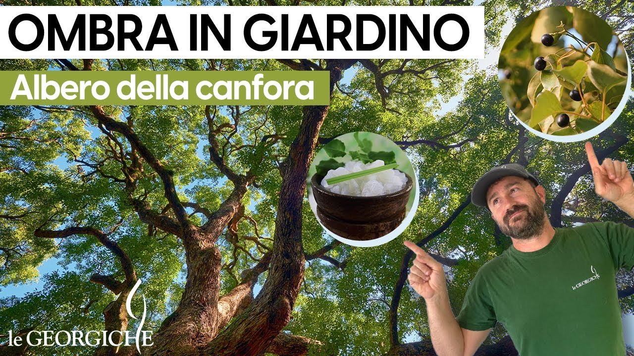 Pianta della canfora, cura e coltivazione di un albero sempreverde da ...