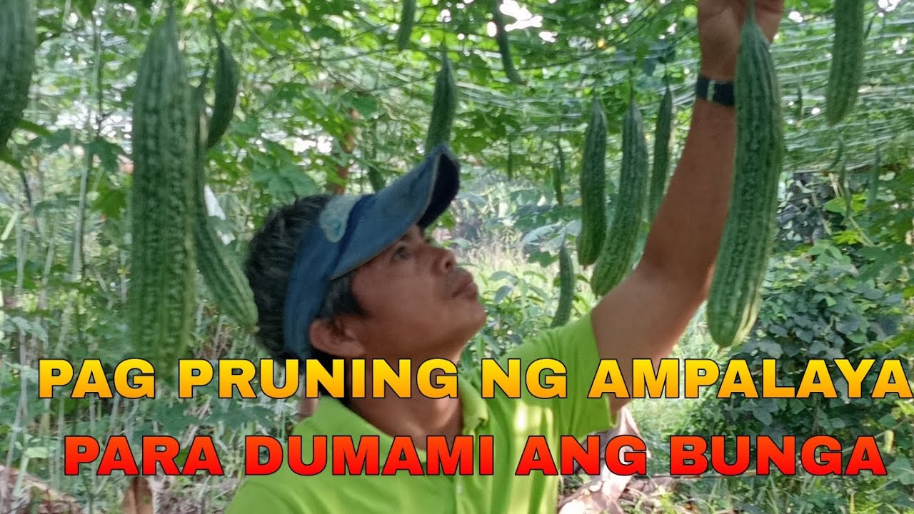 PRUNING TIPS SA AMPALAYA PARA DUMAMI ANG BUNGA.. - YouTube