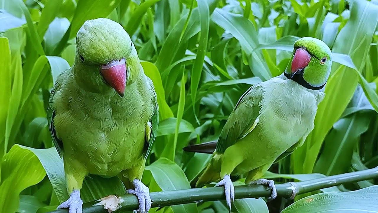 Parrot Voice Talking - YouTube