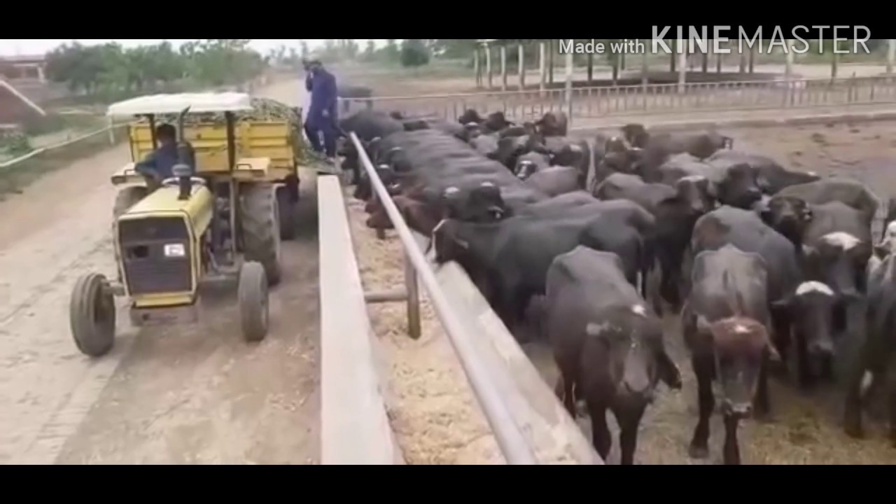 Katta Farming | How to Start Katta Farming in Pakistan | Meat Business ...