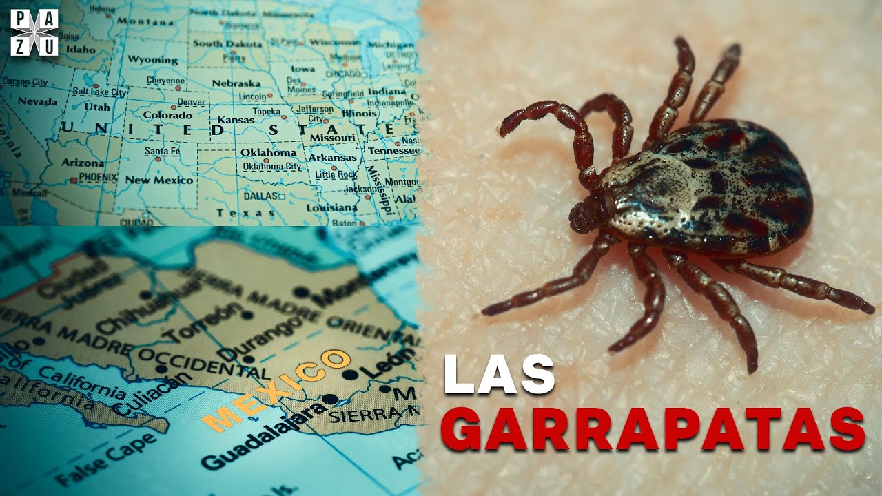 Garrapatas / Pequeñas pero muy peligrosas - YouTube