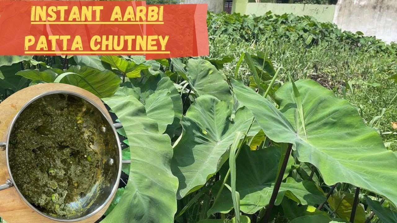 INSTANT AND SUPER TASTY AARBI PATTA KEY CHUTNEY KI RECIPE - YouTube
