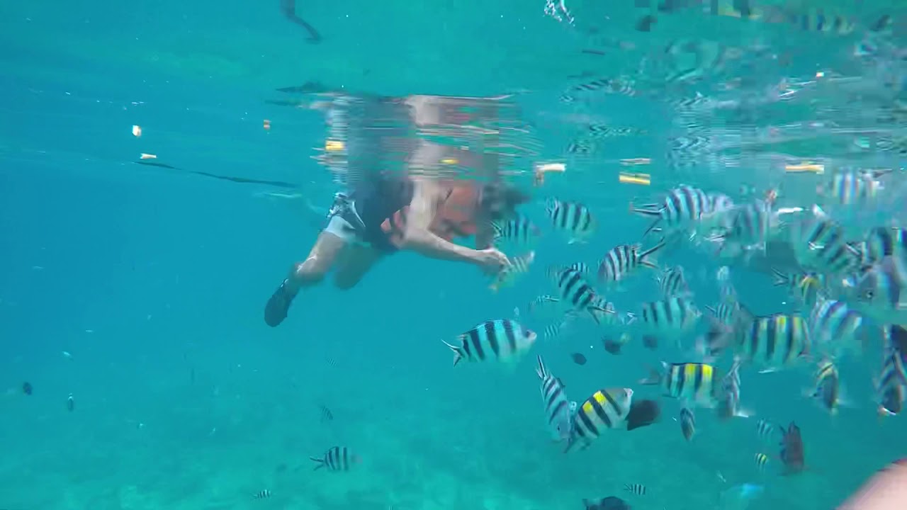 PALAWAN SNORKLING & FISH FEEDING - PALAWAN VACATION!! WOW PHILIPPINES ...
