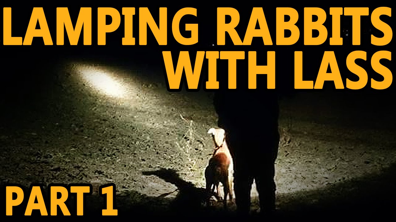 Lamping Rabbits with Lass part 1 | Working Lurcher - YouTube