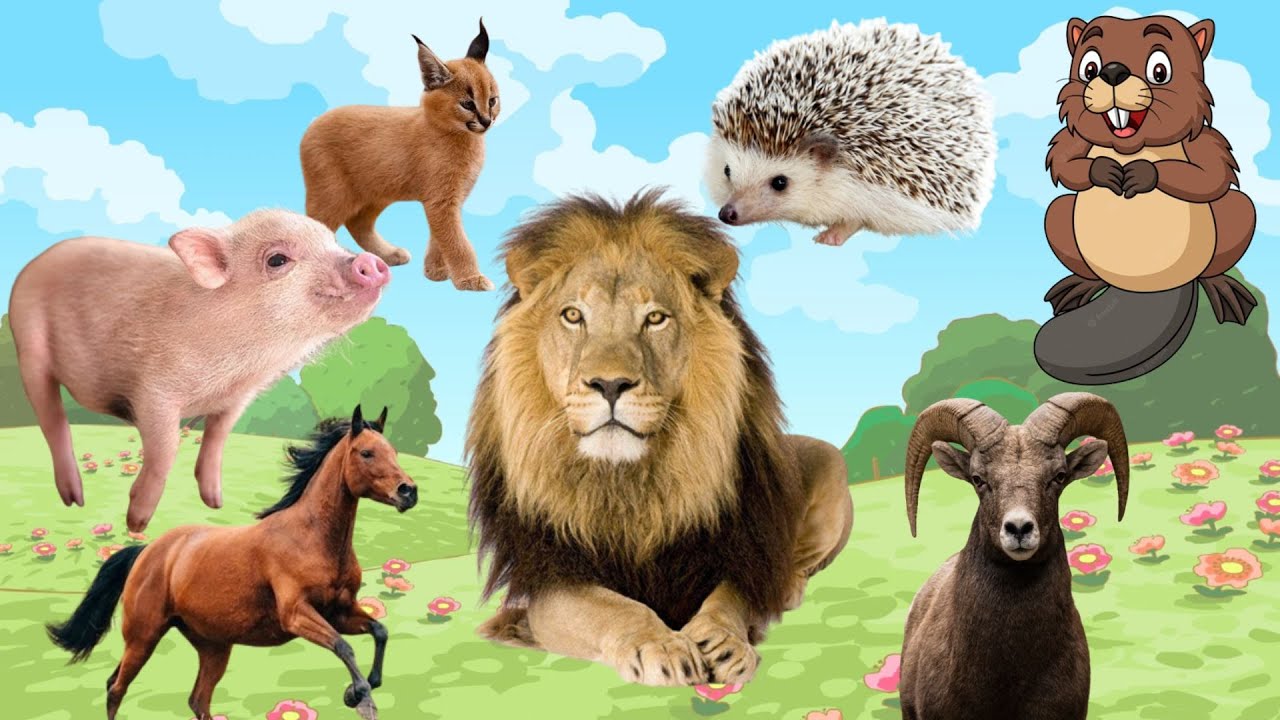 ANIMALS SOUNDS & VIDEOS COW SOUND & DUCK SOUND & DOG SOUND CAT SOUND ...