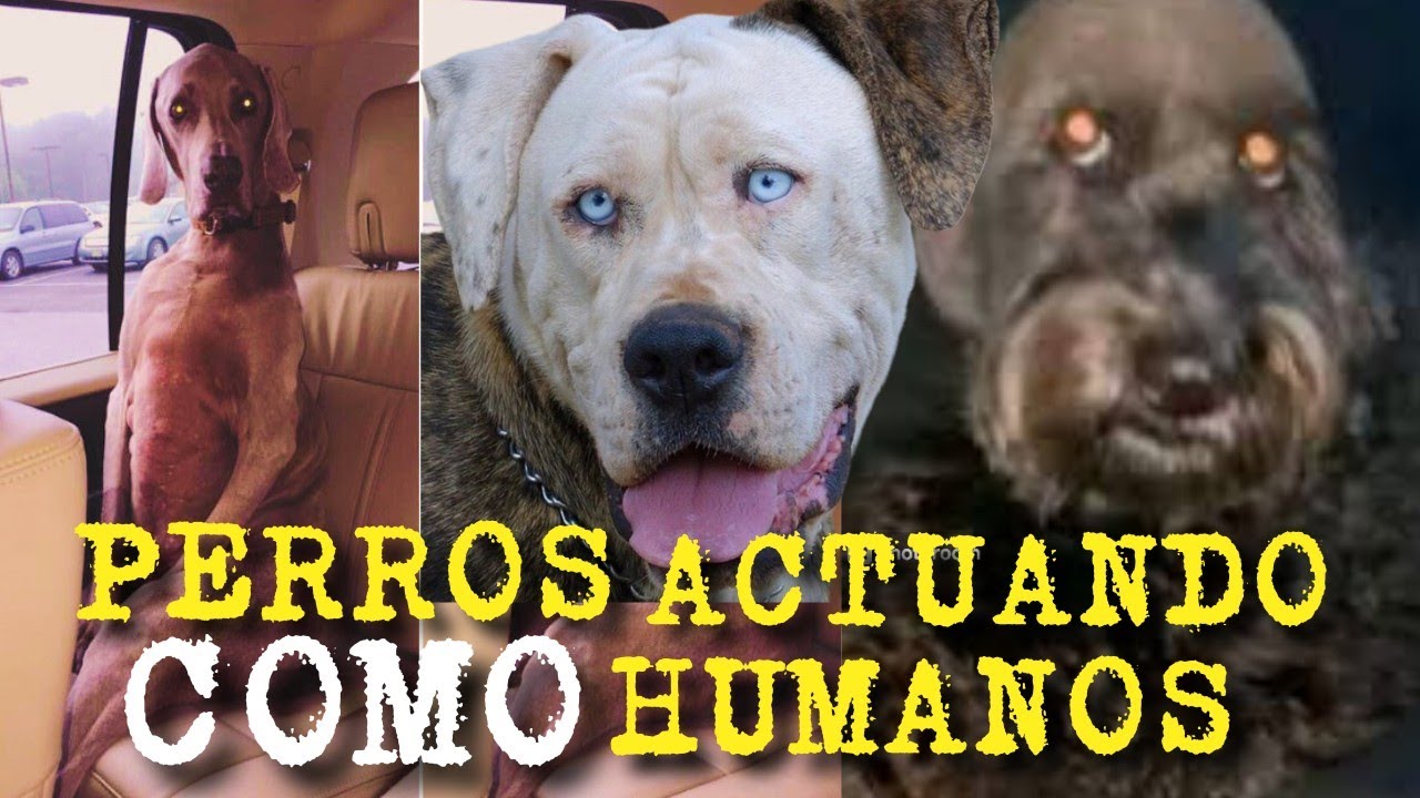 VIDEOS DE PERROS actuando COMO HUMANOS captados en CAMARA - YouTube