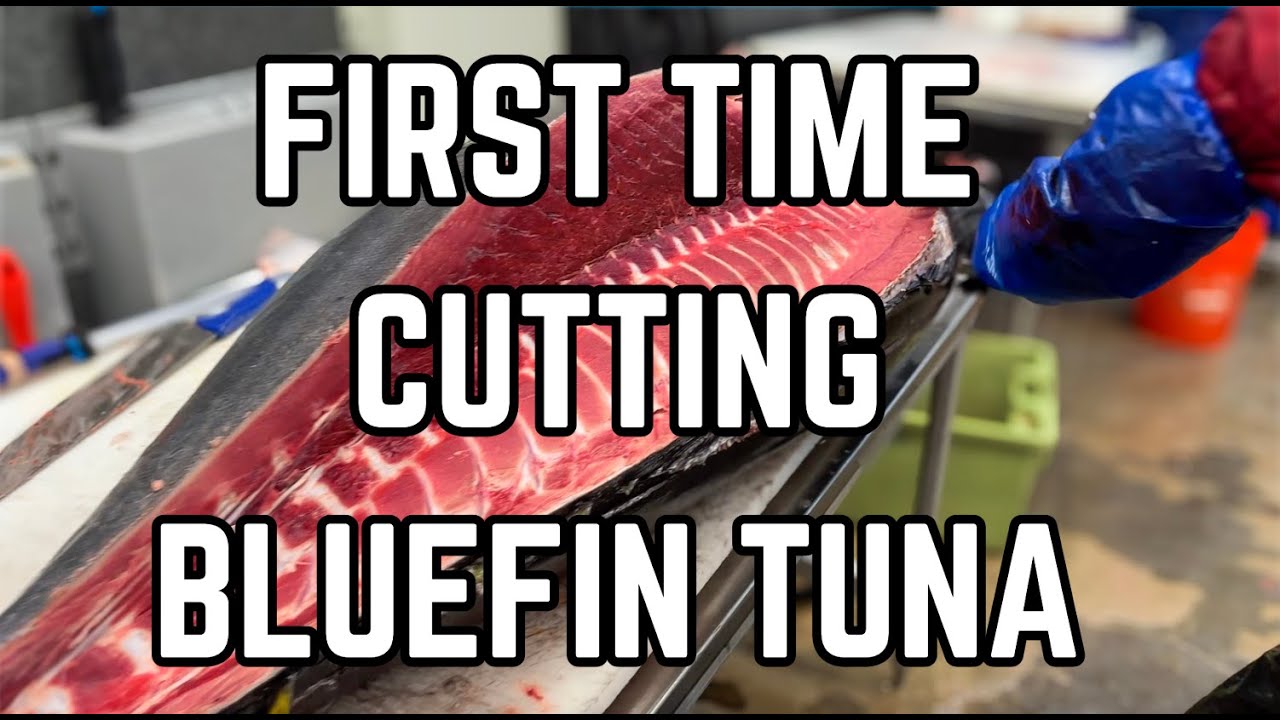 First Time Cutting Bluefin tuna 200LB - YouTube