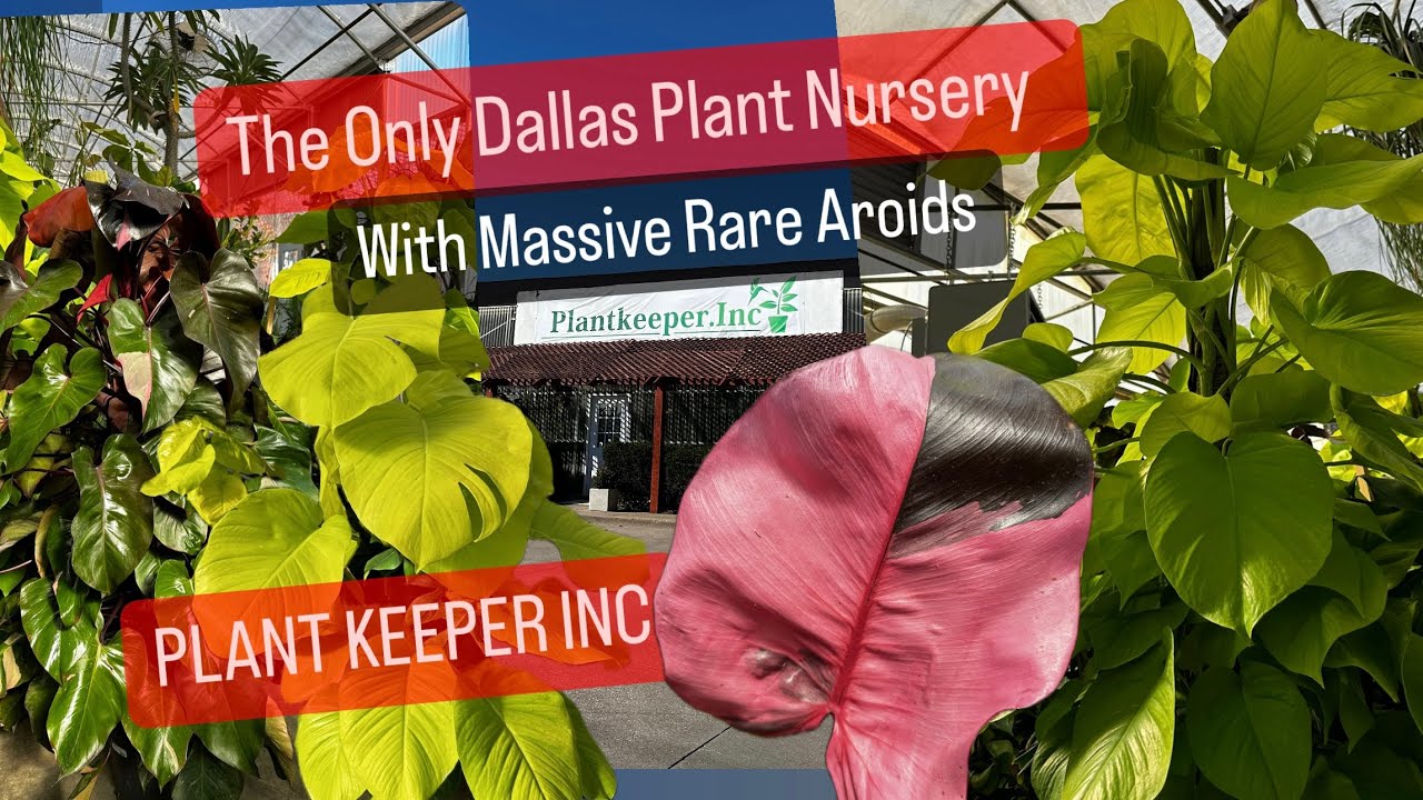 Big Box Plant Shopping Versus Local Plant Nursery Plant Keeper Inc Tour ...