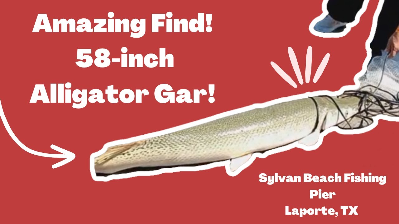 Wow!!! What an incredible day! Fishing an Alligator Gar! 🌊🐟 Catch and ...