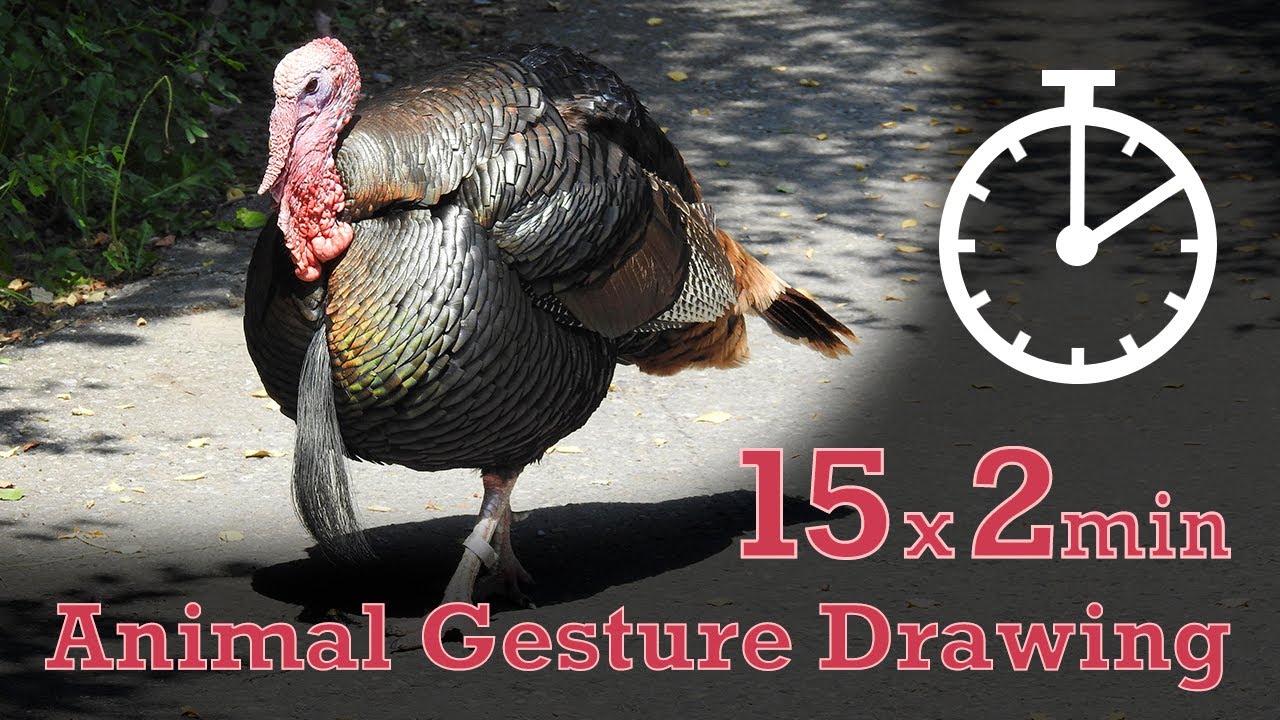 Animal Drawing References #80 - 15x2min poses - Turkey - YouTube