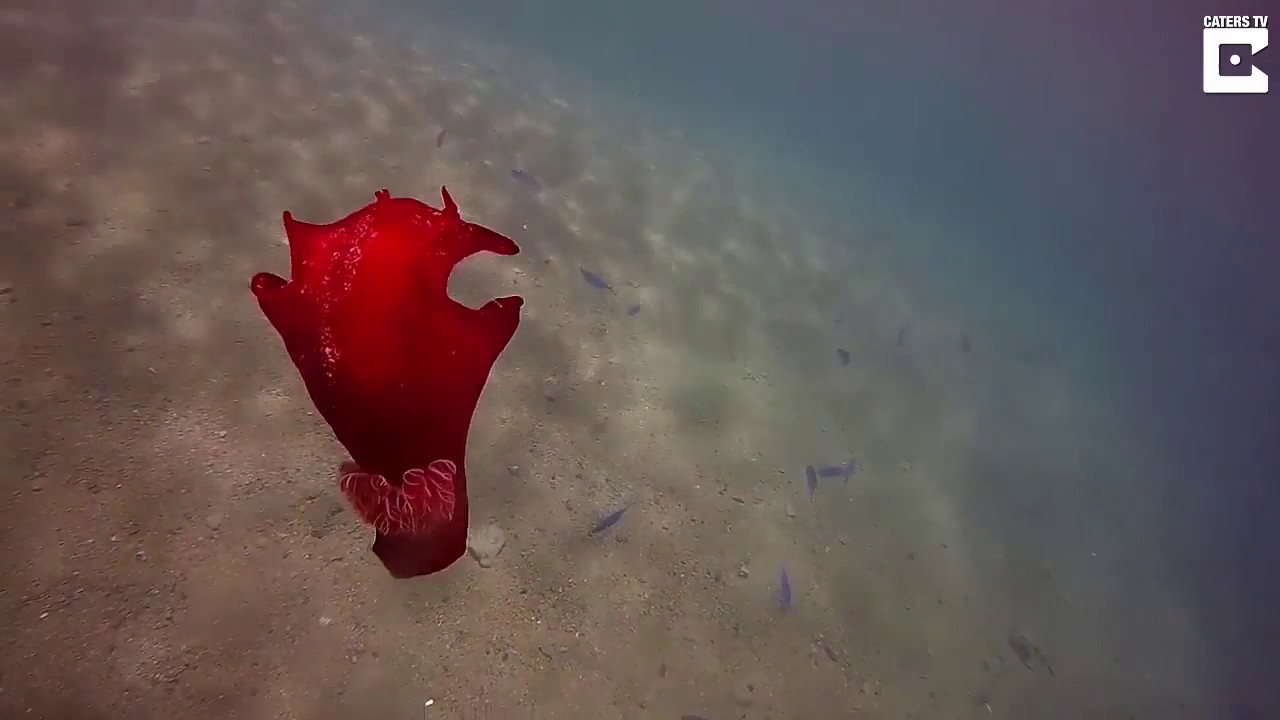 170526104 Camera Catches Red Spanish Dancing Fish In The Ocean - YouTube