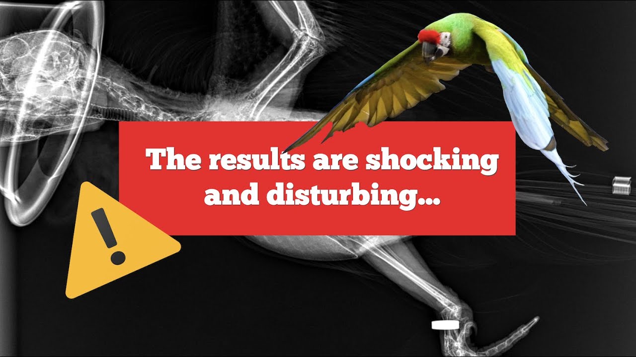 Our Macaw Needs Life-Long Pain Killers || X-Rays Reveal Shocking ...
