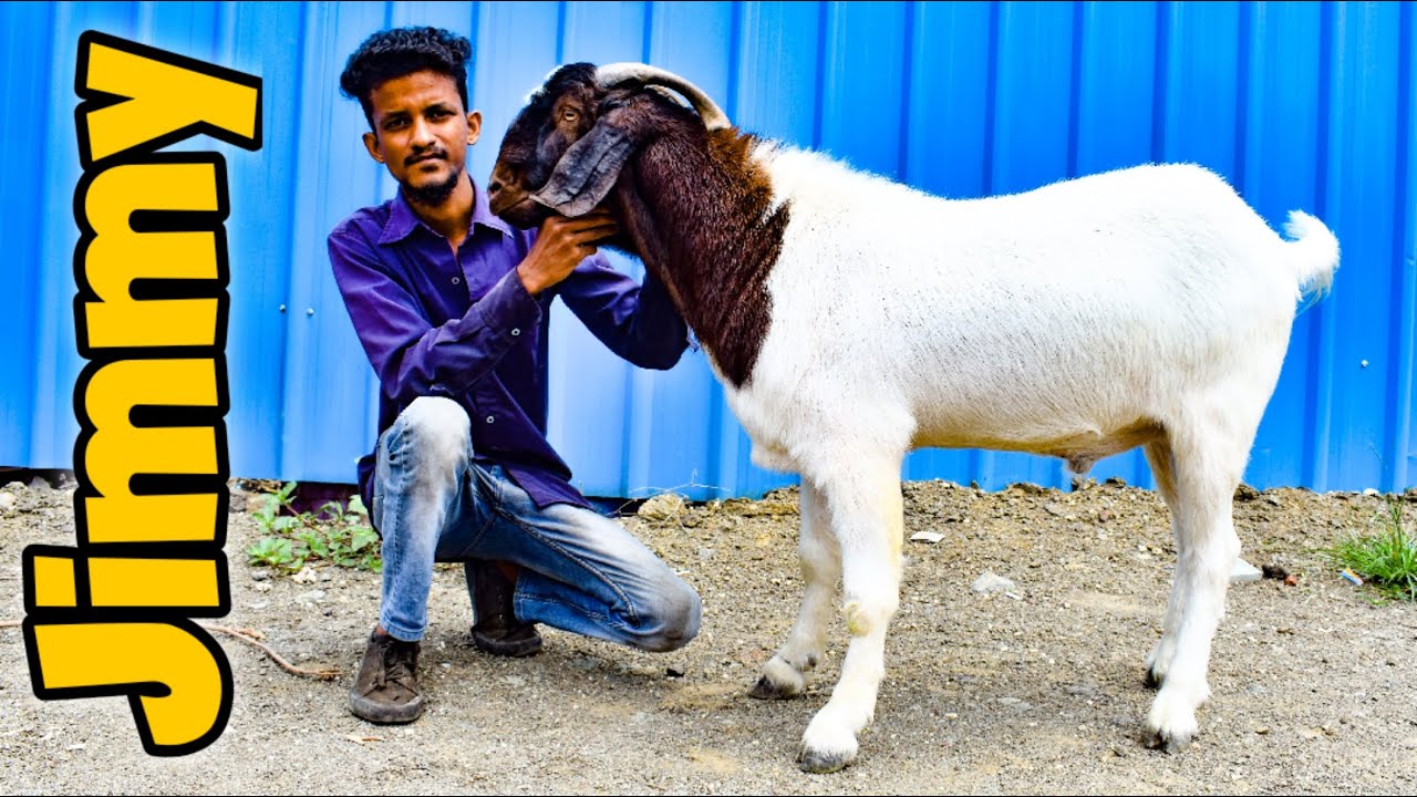 Jimmy the Boer of Pune Bob Goats | Metro MGF | KausarBaugh Bakramandi ...