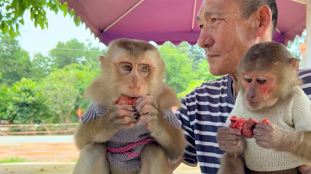 Monkey Sam & Asher had amazing figs - YouTube