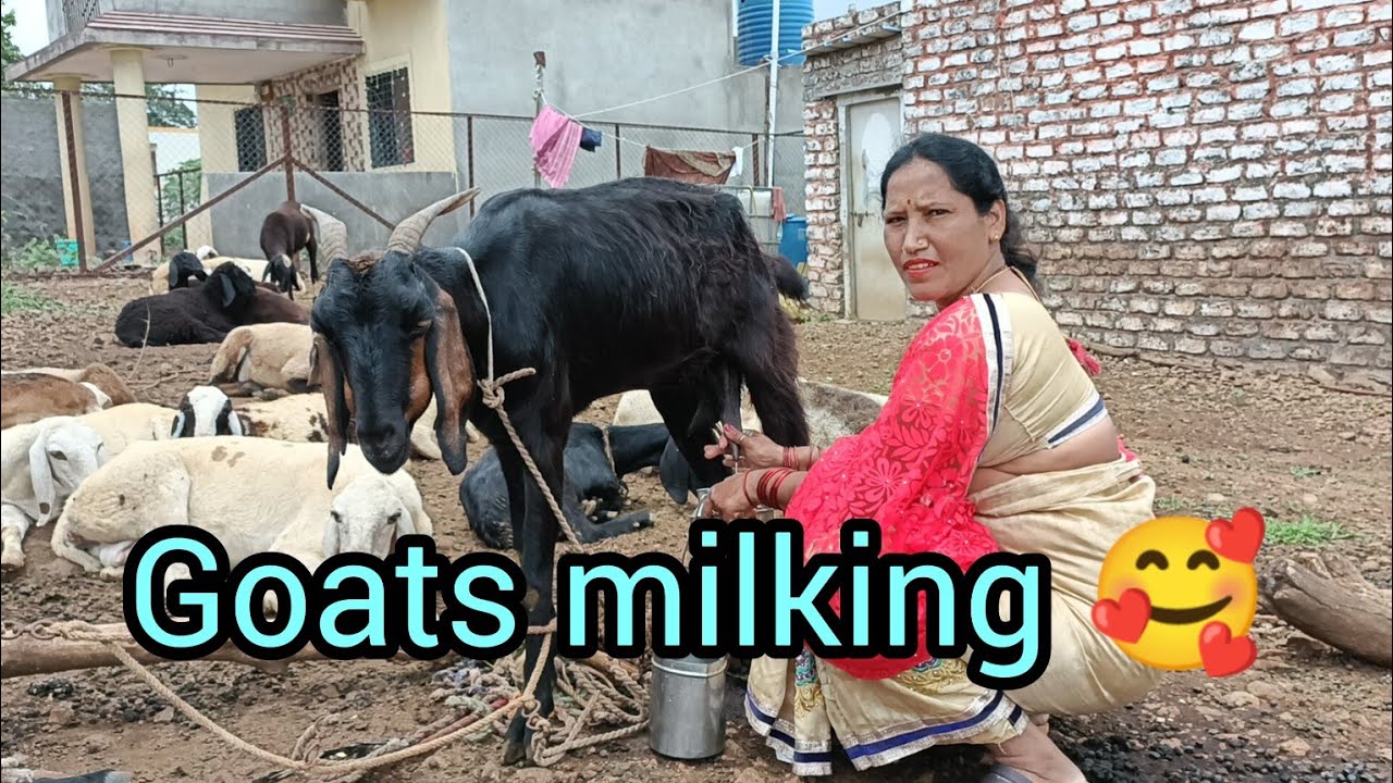 goats method prepare for milking @RGJ24 - YouTube