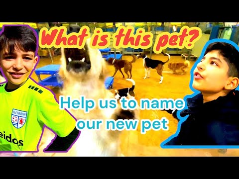 Check out yousof and Ibrahim new Pet - YouTube