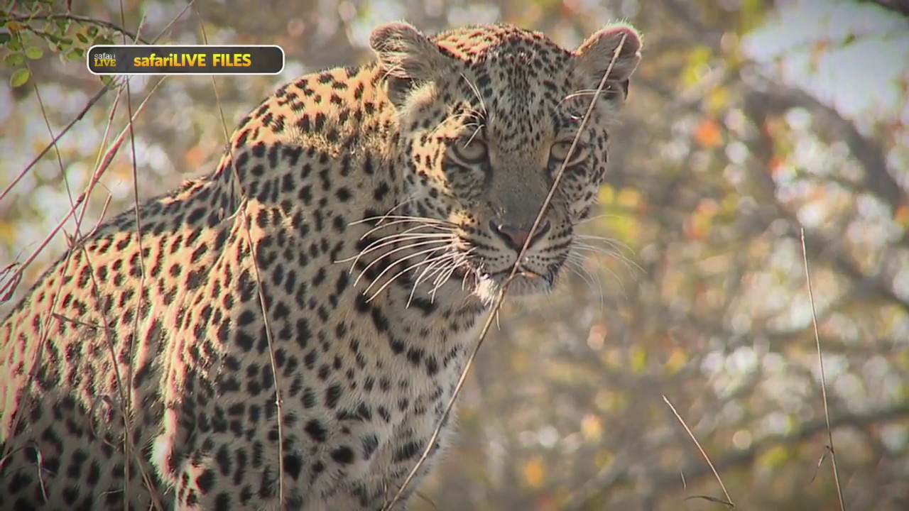 Meet the leopards that call Djuma home - #safariLIVE - YouTube